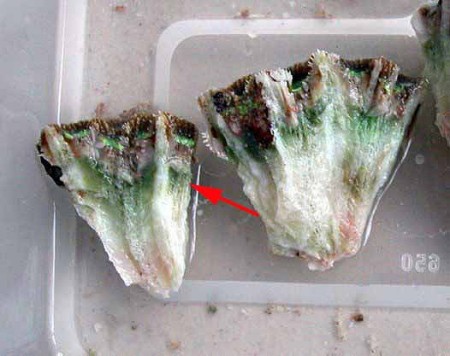 サンゴに住み込む生き物たち ～健康なサンゴ群体"Coral Holobiont"～ | ダイビングと海の総合サイト・オーシャナ